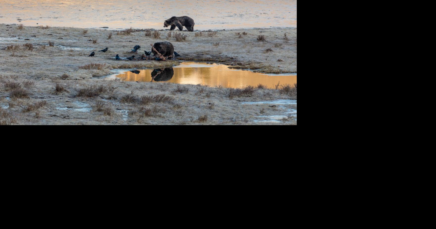 Some Yellowstone National Park roads to open Friday | Local ...