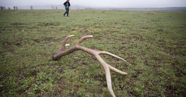 Antler finds reward cold Scouts | Features | jhnewsandguide.com