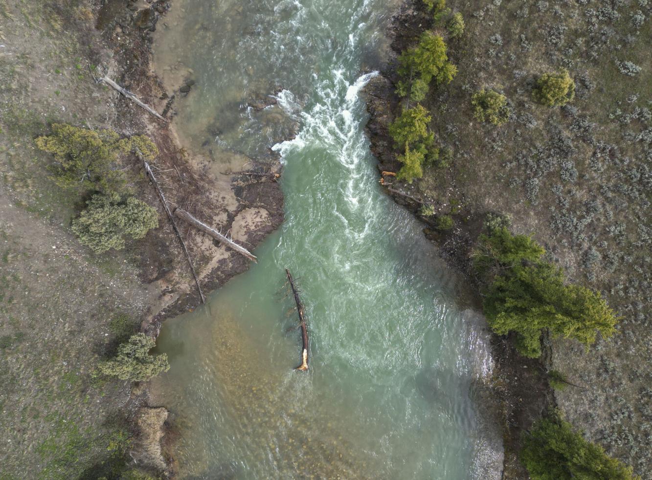 'Iconic' tree at Sheri's Ledge topples into Hoback River | Local ...