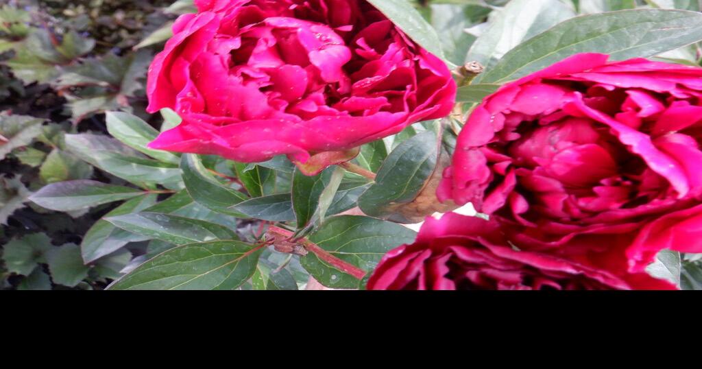 Peonies a delight for a garden | Gardening | jhnewsandguide.com