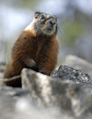 Tick disease found in dead marmot in Crater Lake | The Hole Scroll ...