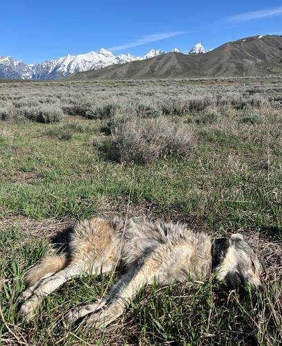 Wolf hit, killed by driver in Grand Teton National Park | Local ...