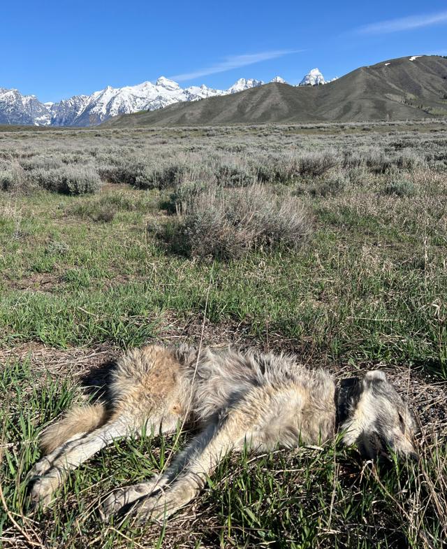 Wolf hit, killed by driver in Grand Teton National Park | Local ...