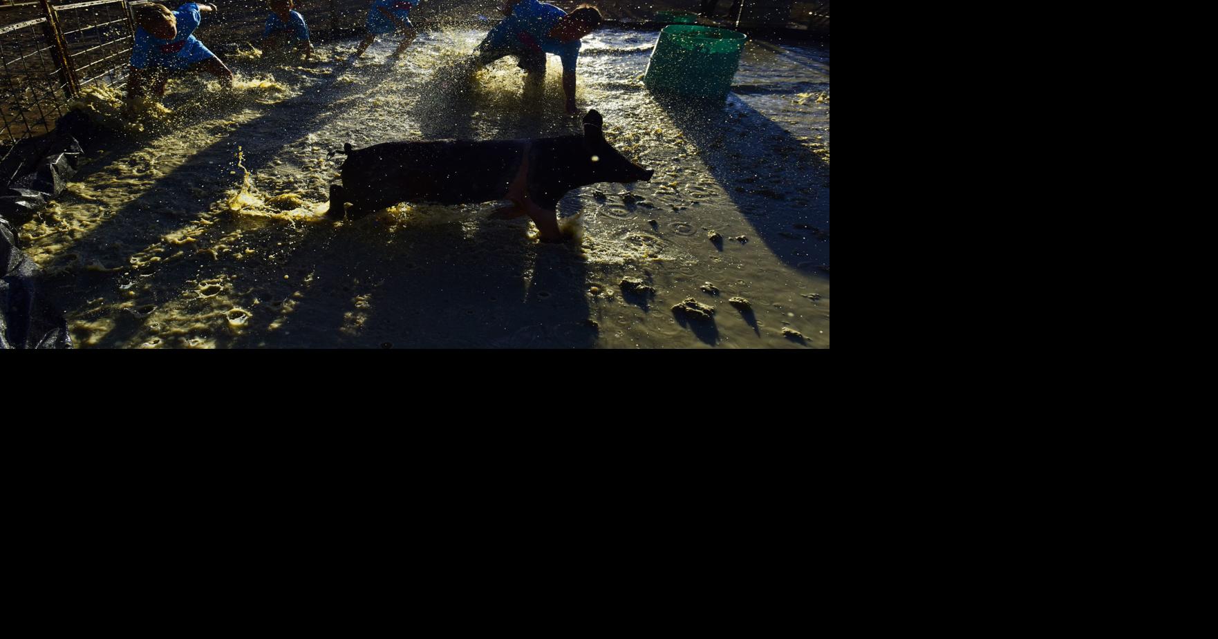 Eyes to snout | Teton County Fair | jhnewsandguide.com