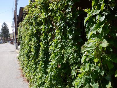 Hops vines reappear in spring | Columnists | jhnewsandguide.com
