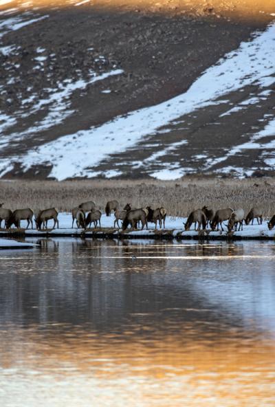 Wyo. Game and Fish issues 2k more elk tags as herds exceed goals ...