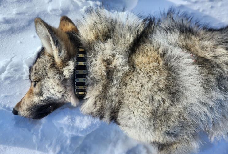 'The Jackson 5' — a new wolf pack — forms near National Elk Refuge ...