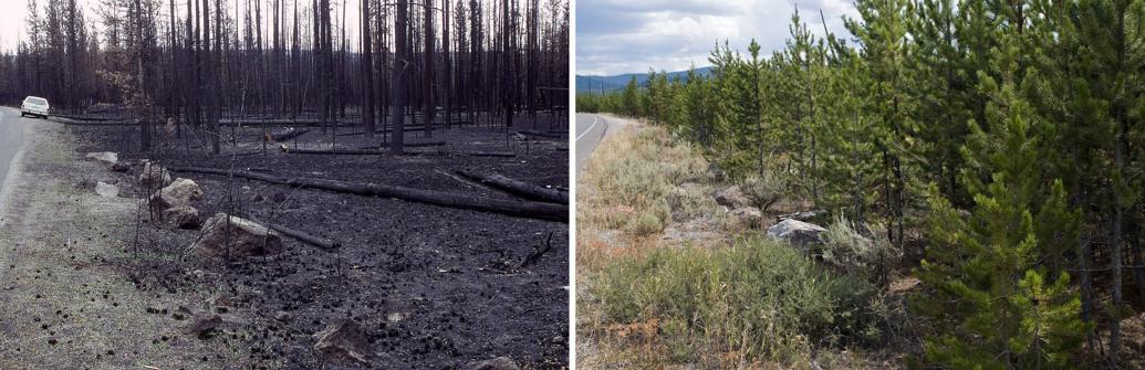 Young Yellowstone, 25 years after fires | Environmental ...