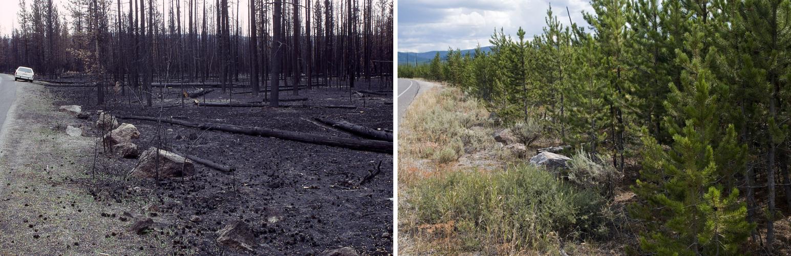 Young Yellowstone, 25 years after fires | Environmental ...
