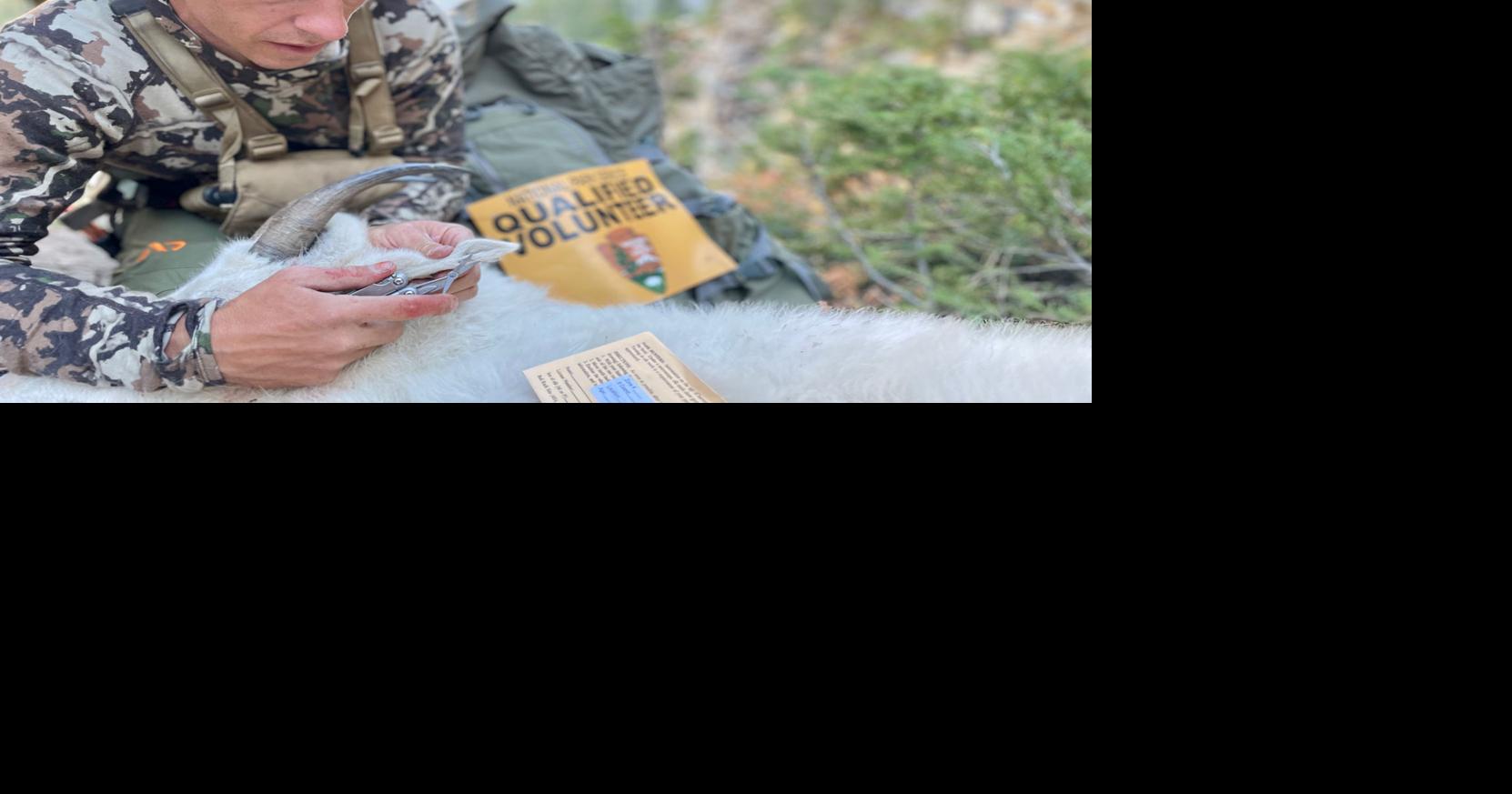 Grand Teton resumes aerial gunning of mountain goats to aid bighorn ...