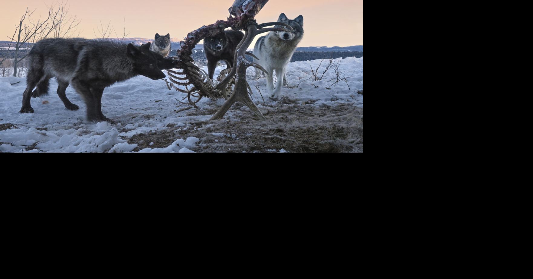 Jackson Hole photographer documents Pacific Creek wolf pack feeding on ...