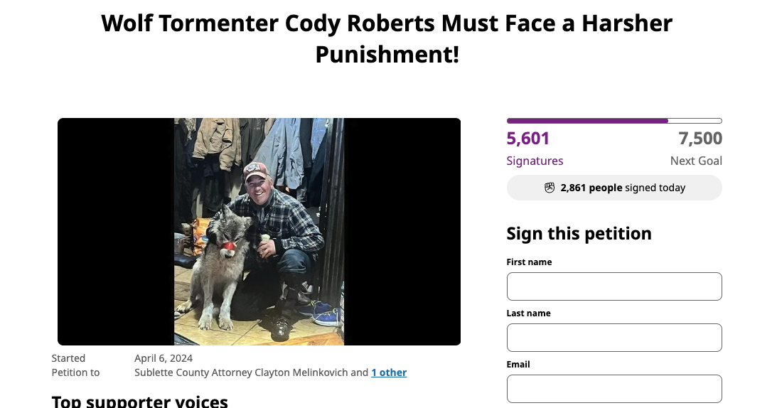 In alleged wolf torment case, Sublette County eyes prosecution | Local ...