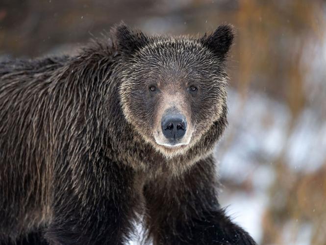 GALLERY: The Life of Grizzly 399 | Multimedia | jhnewsandguide.com