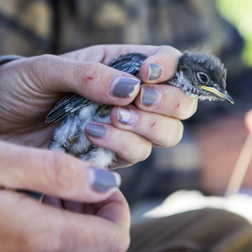 Banded avians offer insight into bluebird behavior | Features ...