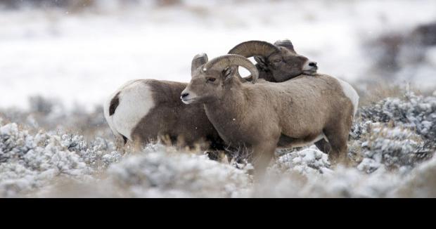 Roaming rams | Events | jhnewsandguide.com