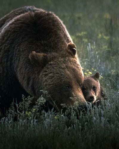 GALLERY: The Life of Grizzly 399 | Multimedia | jhnewsandguide.com