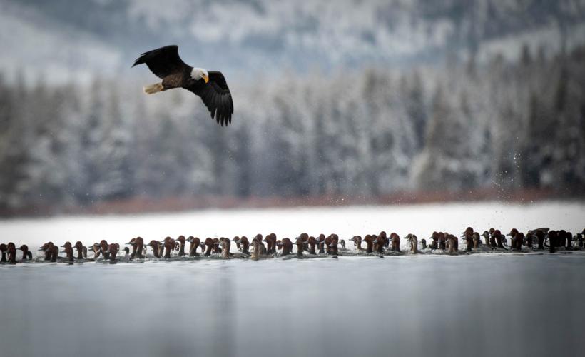 A wild life in focus | Arts | jhnewsandguide.com