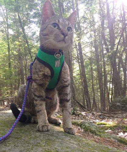 Zeke overcomes 2-month wilderness sojourn | Features | jhnewsandguide.com