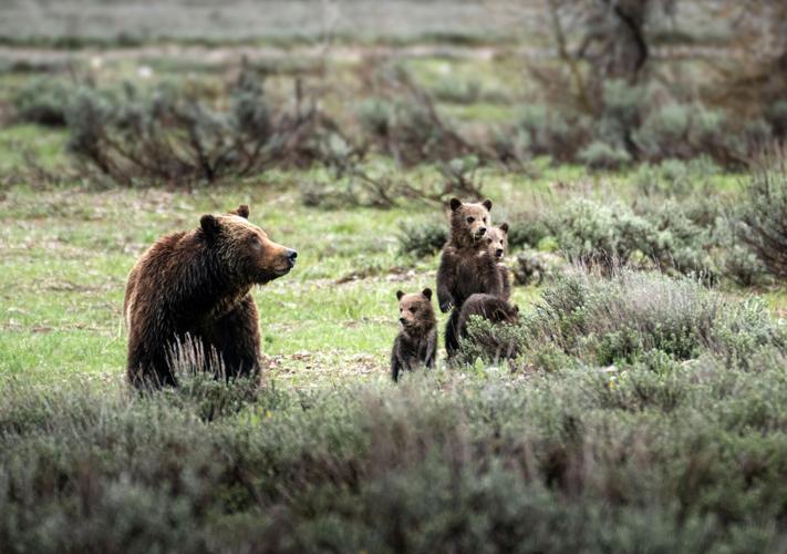 GALLERY: The Life of Grizzly 399 | Multimedia | jhnewsandguide.com