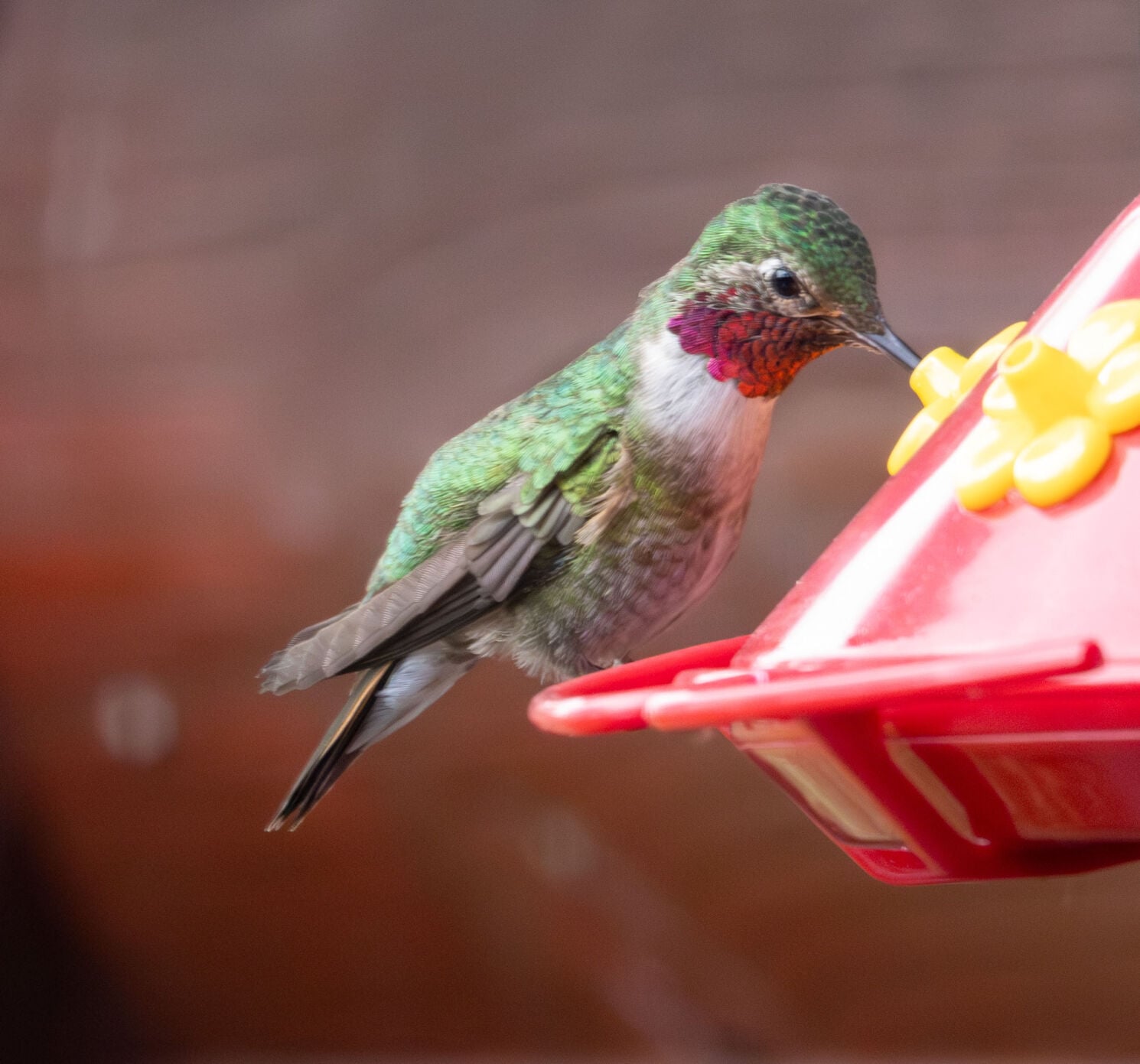 Field Notes: white-crowned sparrow, black-chinned hummingbird, ruby ...