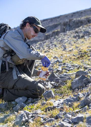 Digging out Teton bighorn numbers from scat | Environmental ...