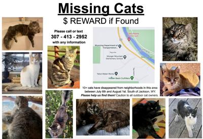 Concern rises as cats go missing | Local | jhnewsandguide.com