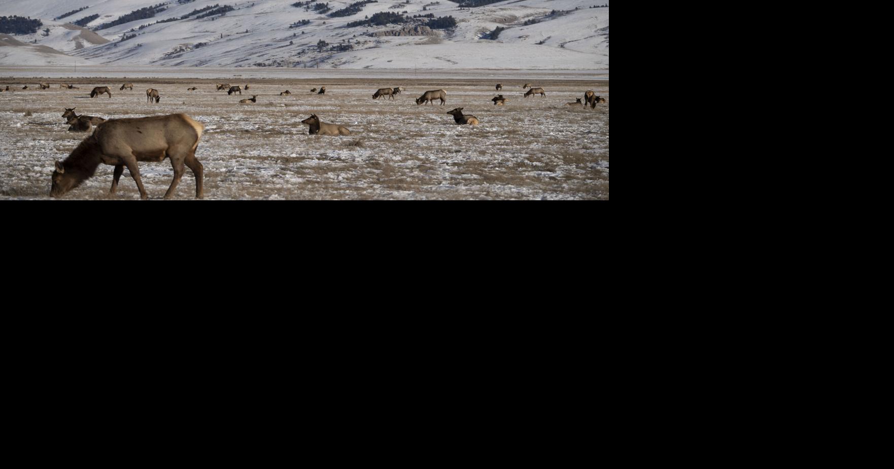 Mild winter spurs exodus from National Elk Refuge | Environmental ...