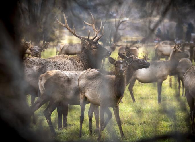 Expanded e-bike seasons may impact 'Path of the Pronghorn,' Munger Mountain elk hunting, calving ...