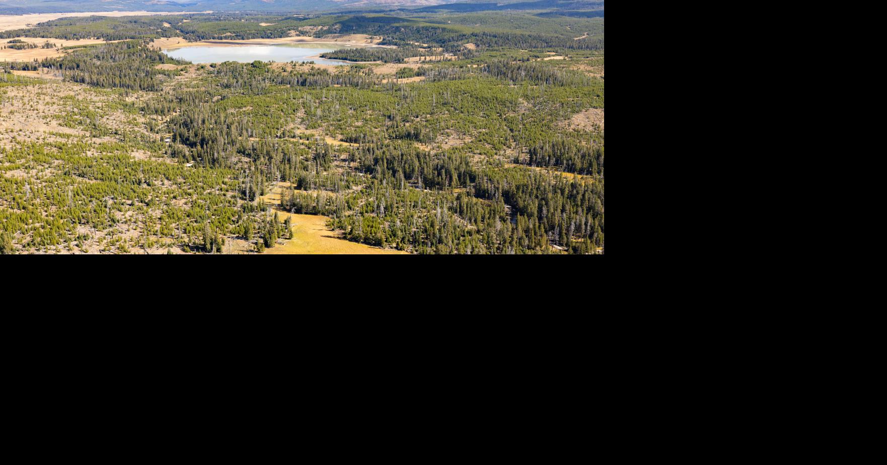 Grizzly suspected in Yellowstone hiker mauling, though bear's identity ...