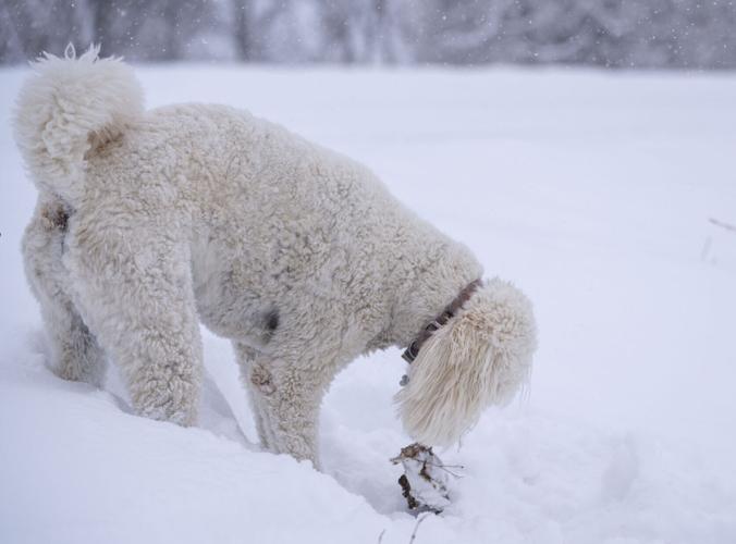 Illegal carcass dumping, CWD concerns rise with fees | Environmental ...