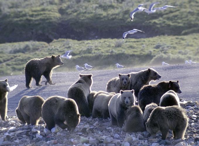 A look back at the Craigheads | Special Sections | jhnewsandguide.com