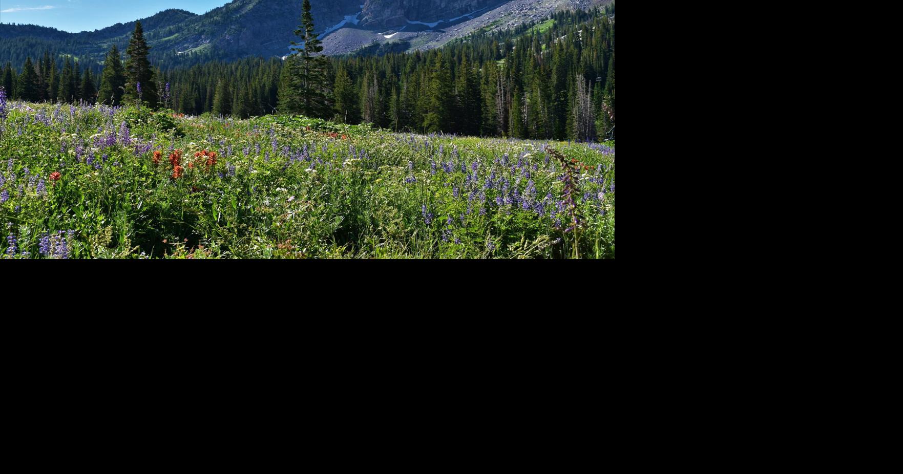 Retain public comments in USFS land decisions | Editorial ...