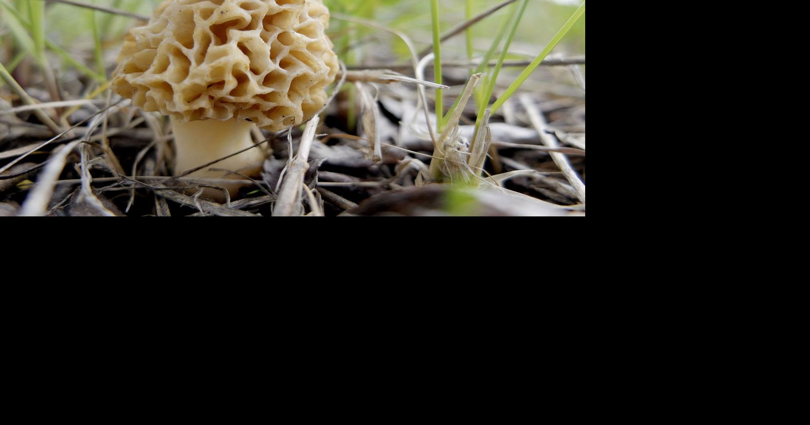 Learn foraging etiquette and other tips for harvesting wild fungi ...