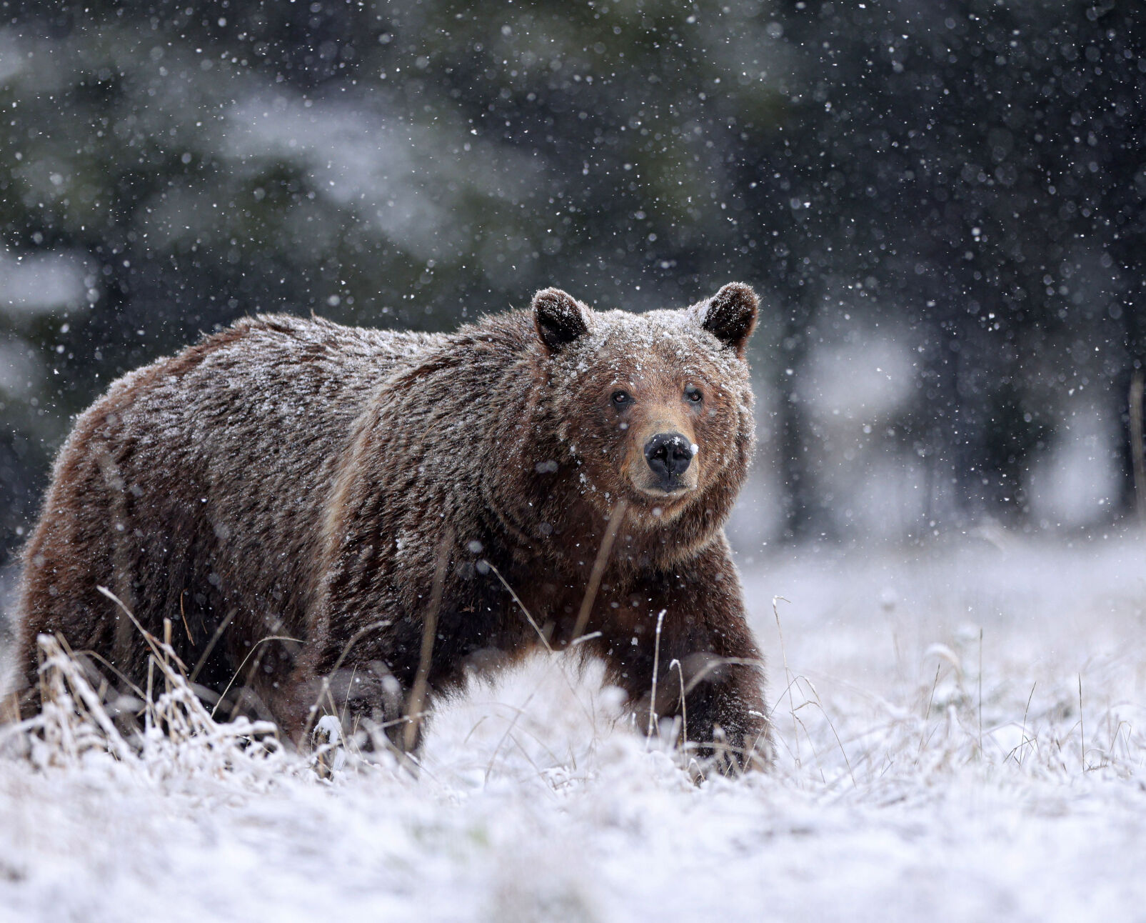 GALLERY: The Life of Grizzly 399 | Multimedia | jhnewsandguide.com