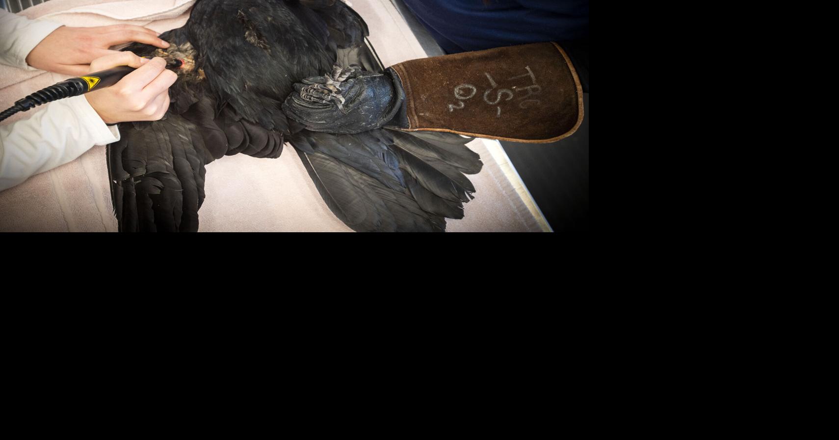 Raptor Center treating its first resident raven for a BB gun wound ...