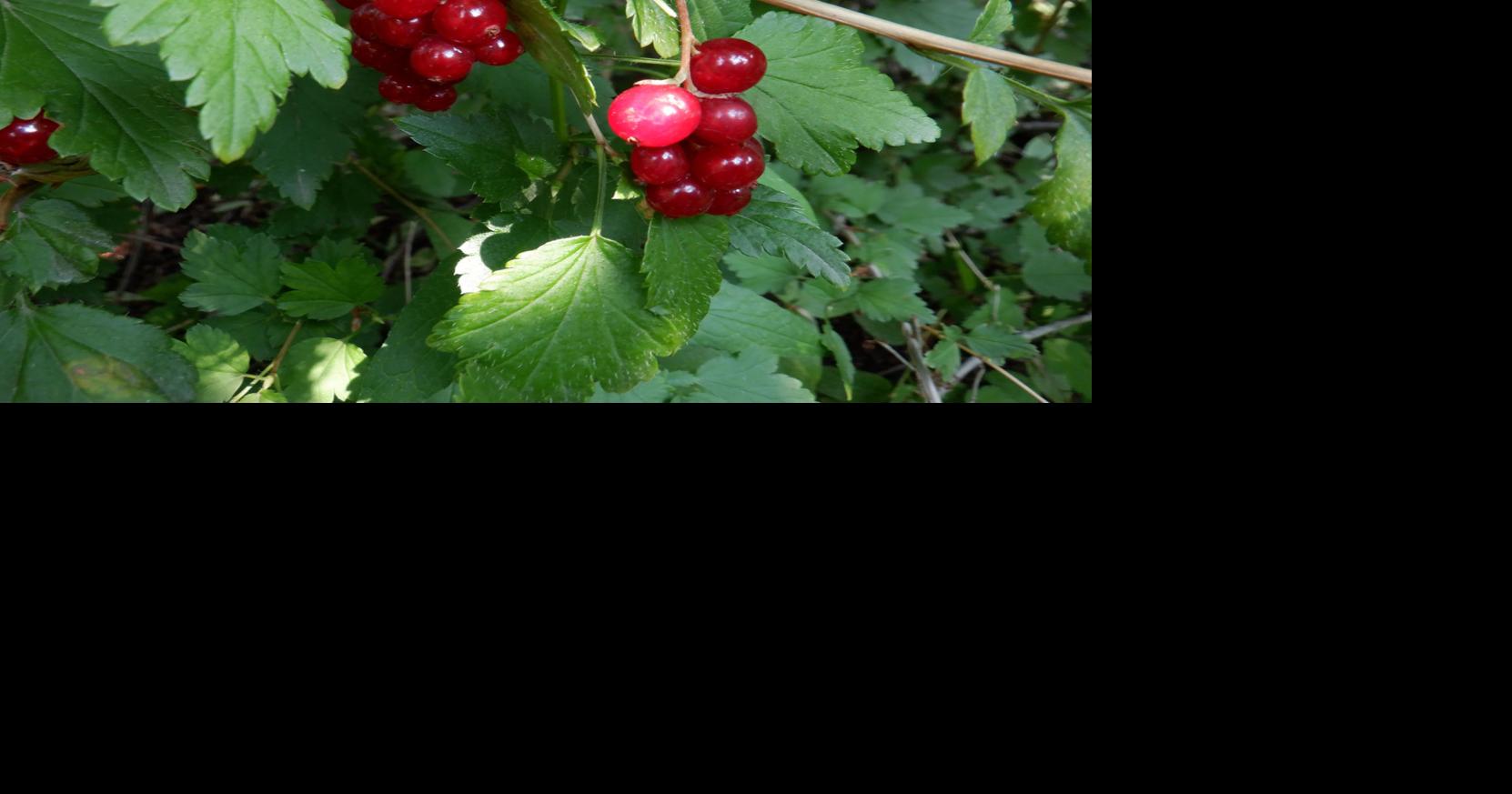 Currant bushes can still be planted | Gardening | jhnewsandguide.com