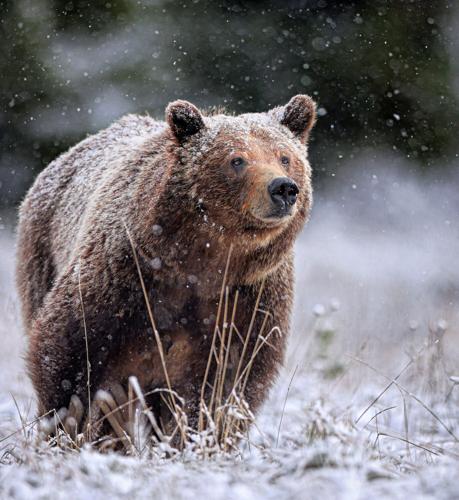 GALLERY: The Life of Grizzly 399 | Multimedia | jhnewsandguide.com