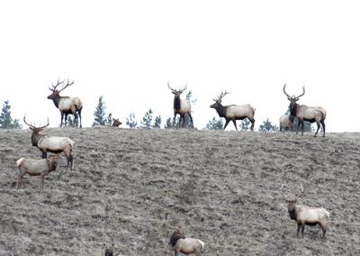 Study: Elk disease goes beyond the hoof | State and Regional ...