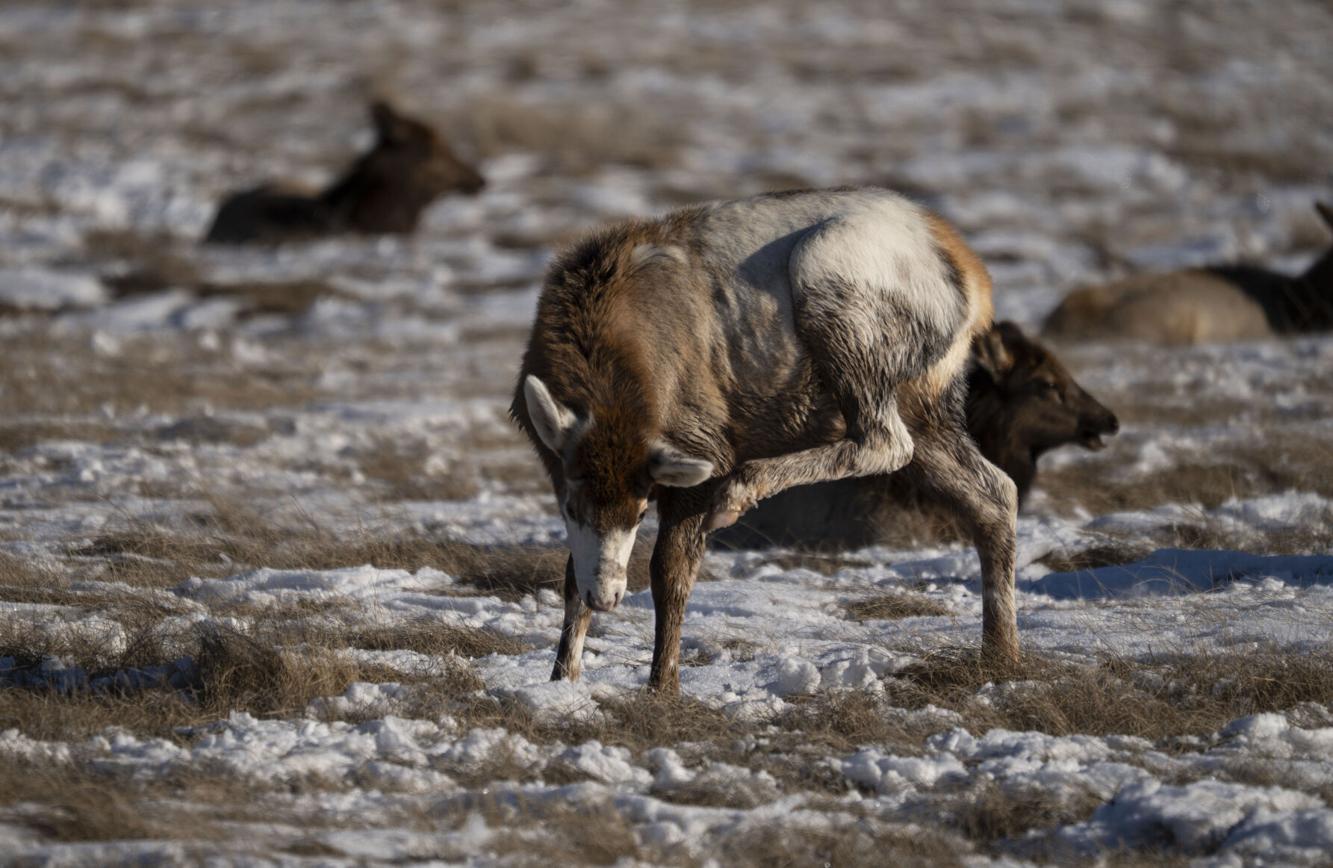 Rare, mostly white 'piebald' elk spotted on National Elk Refuge ...