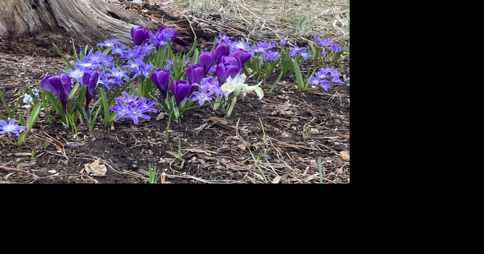 Direct seeding a good option for some | Gardening | jhnewsandguide.com