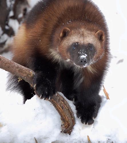 Nobody ever forgets their 1st wolverine sighting | Outdoors ...
