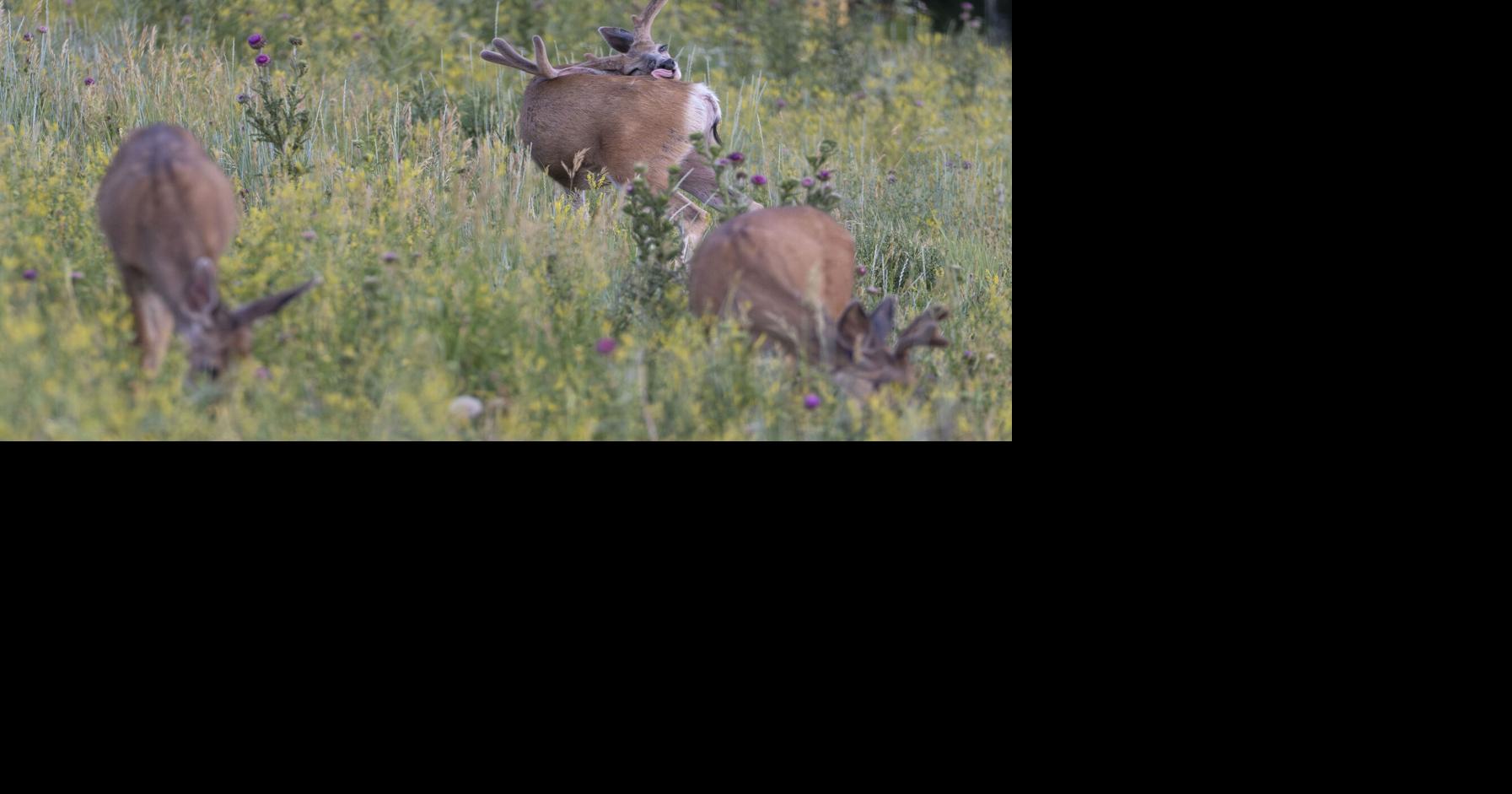 Mule deer grooming | Stand Alone | jhnewsandguide.com