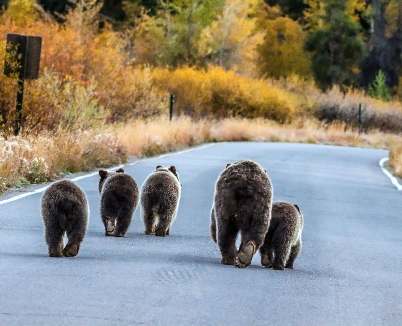 GALLERY: The Life of Grizzly 399 | Multimedia | jhnewsandguide.com
