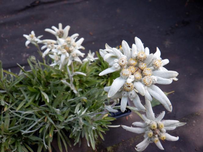Edelweiss good in both gardens and songs | Gardening | jhnewsandguide.com
