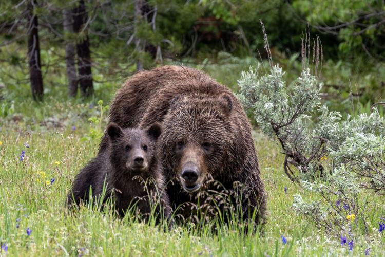 GALLERY: The Life of Grizzly 399 | Multimedia | jhnewsandguide.com
