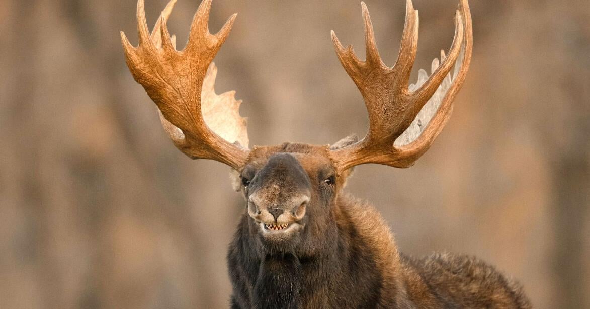 funny moose face
