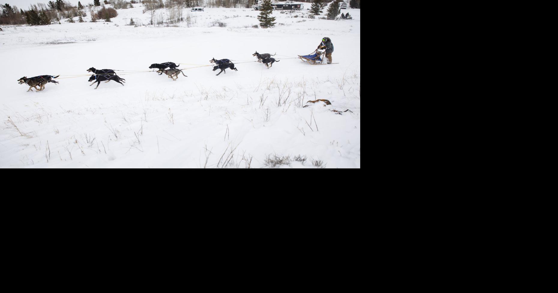 Stage Stop sled dog race announces 2021 COVID-19 plan | This Just In ...
