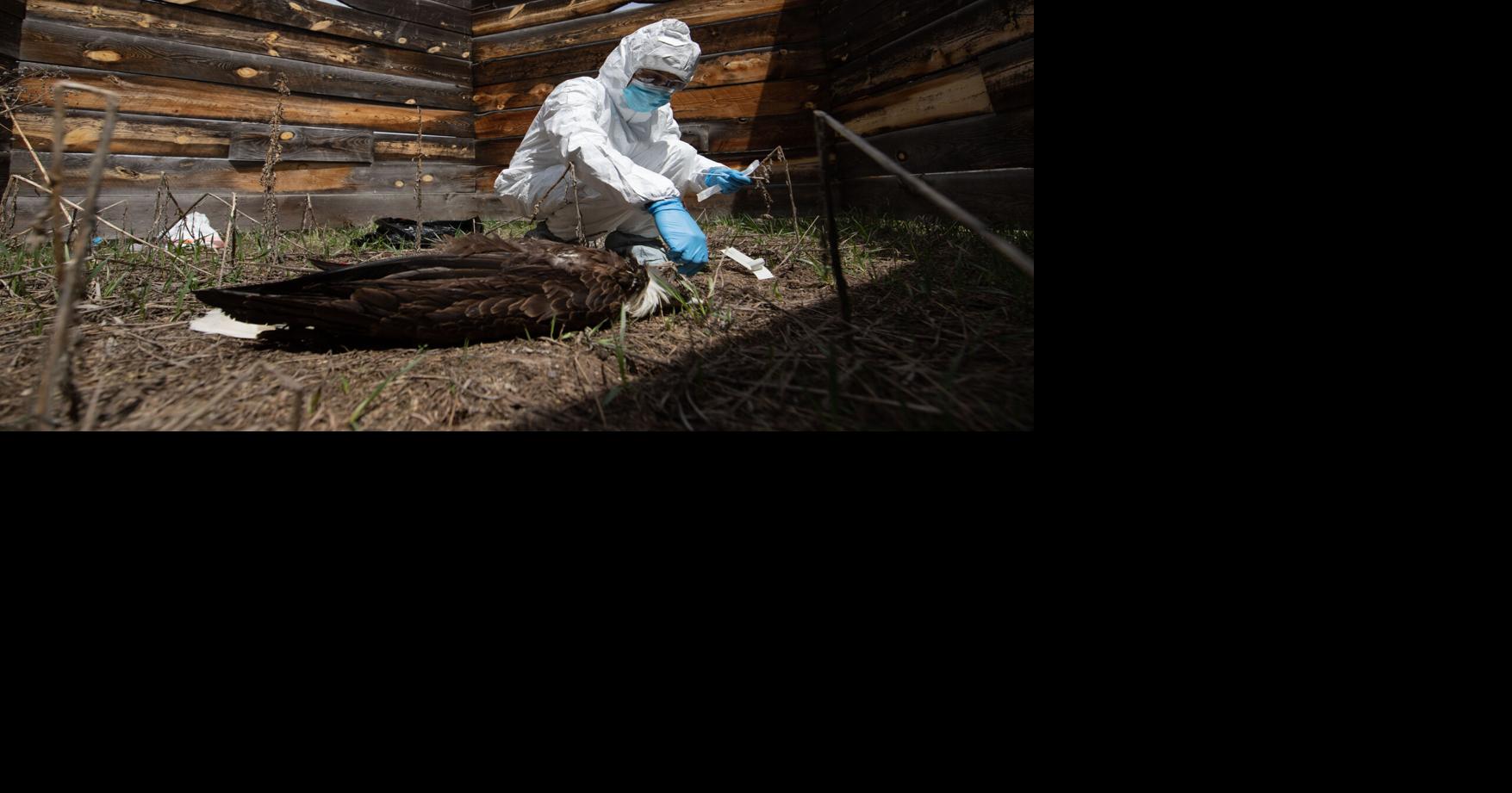 Virulent bird flu strain back in Teton raptors | Local | jhnewsandguide.com