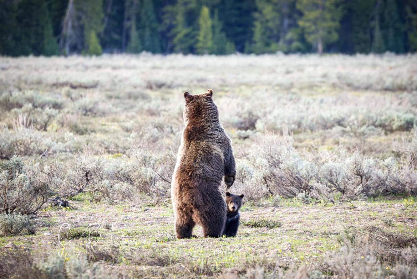 With one cub, Grizzly 399 is the oldest known grizzly mother in the ...