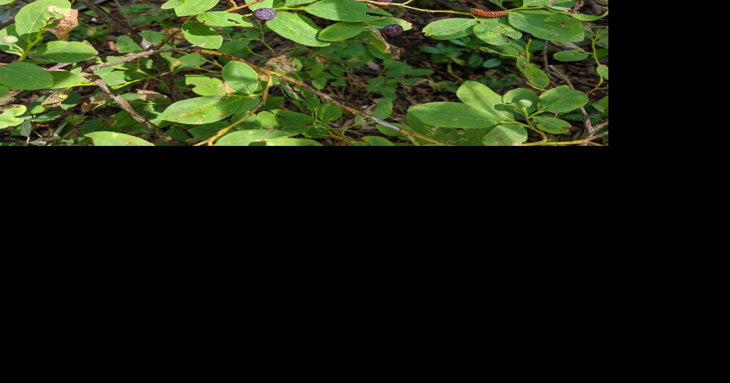 Huckleberry season has arrived | The Hole Scroll | jhnewsandguide.com